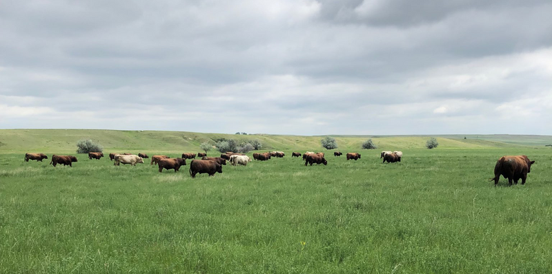 Beef Processing | USDA Beef | North Dakota | Yellowstone River Beef